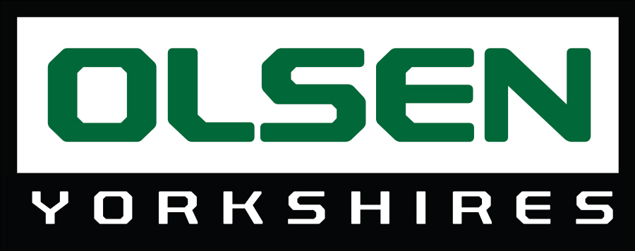 Boar Stud - Olsen Yorkshires